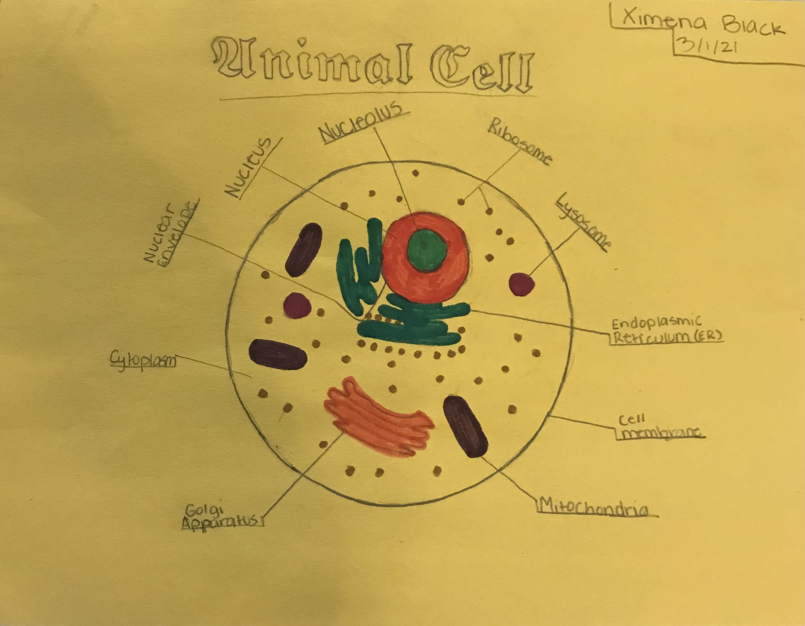 "Animal Cell Drawing" - Response on The Wonderment