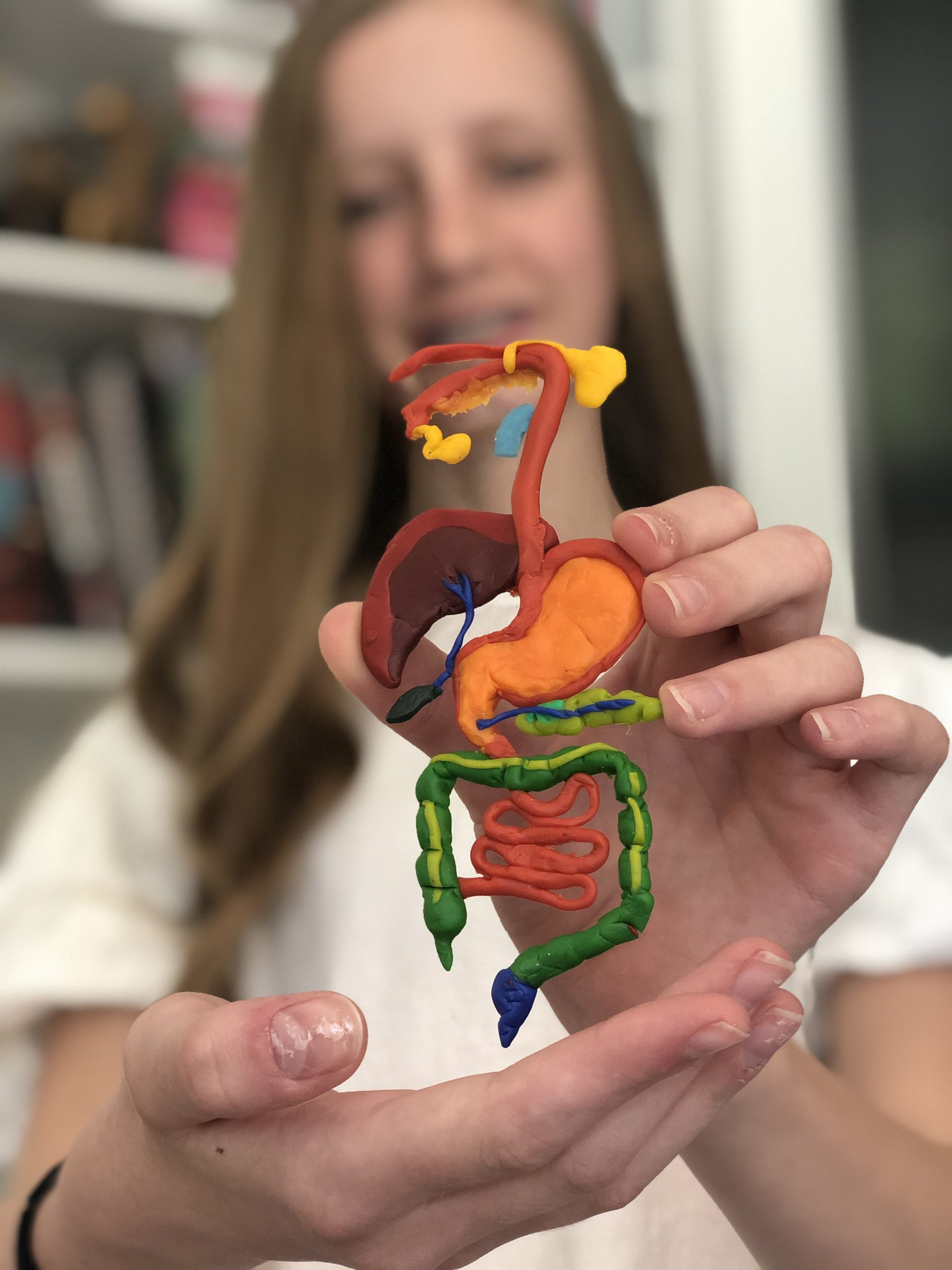 "Clay digestive system model" - Response on The Wonderment